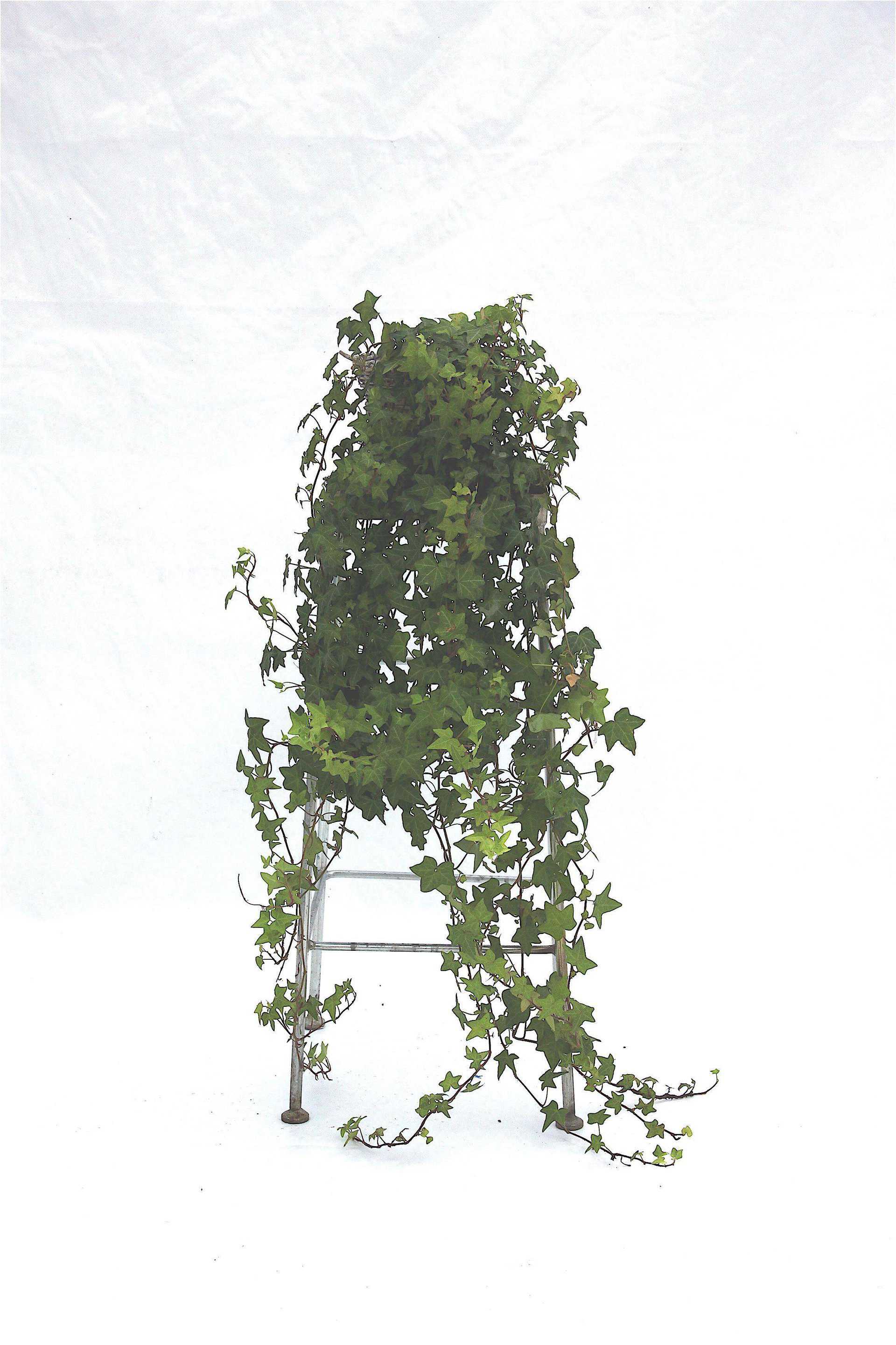 6180 – Plante retombante (lierre, pothos) 90-120 – Greenplus
